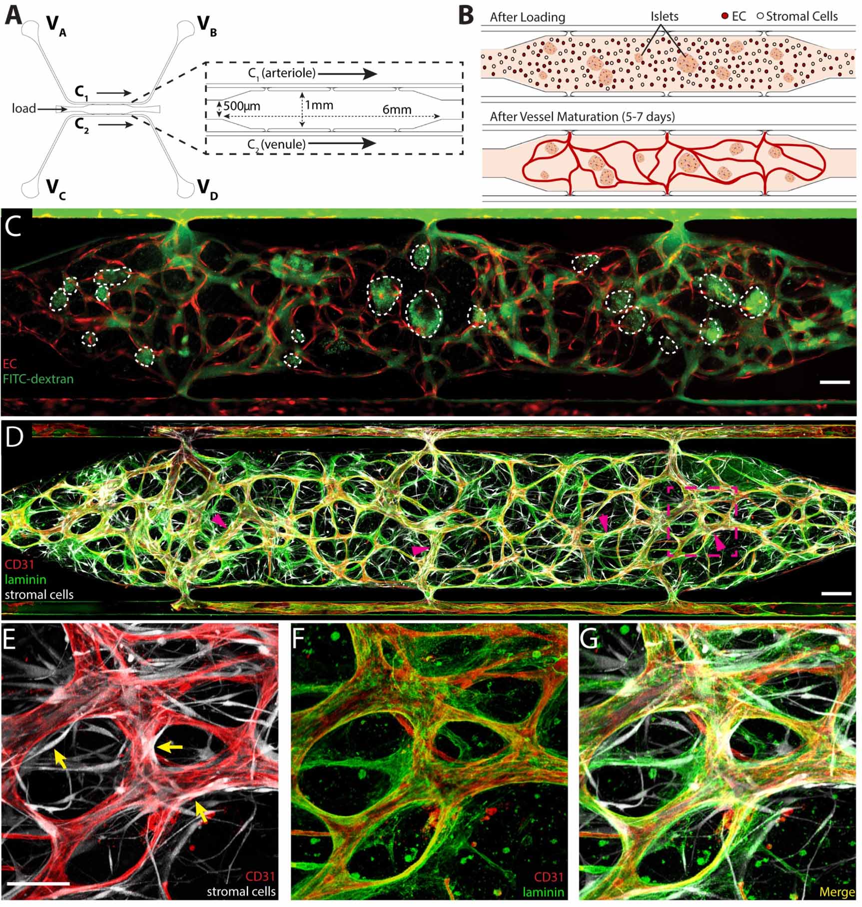 A vascularized 3D model of the human pancreatic islet for ex vivo study ...