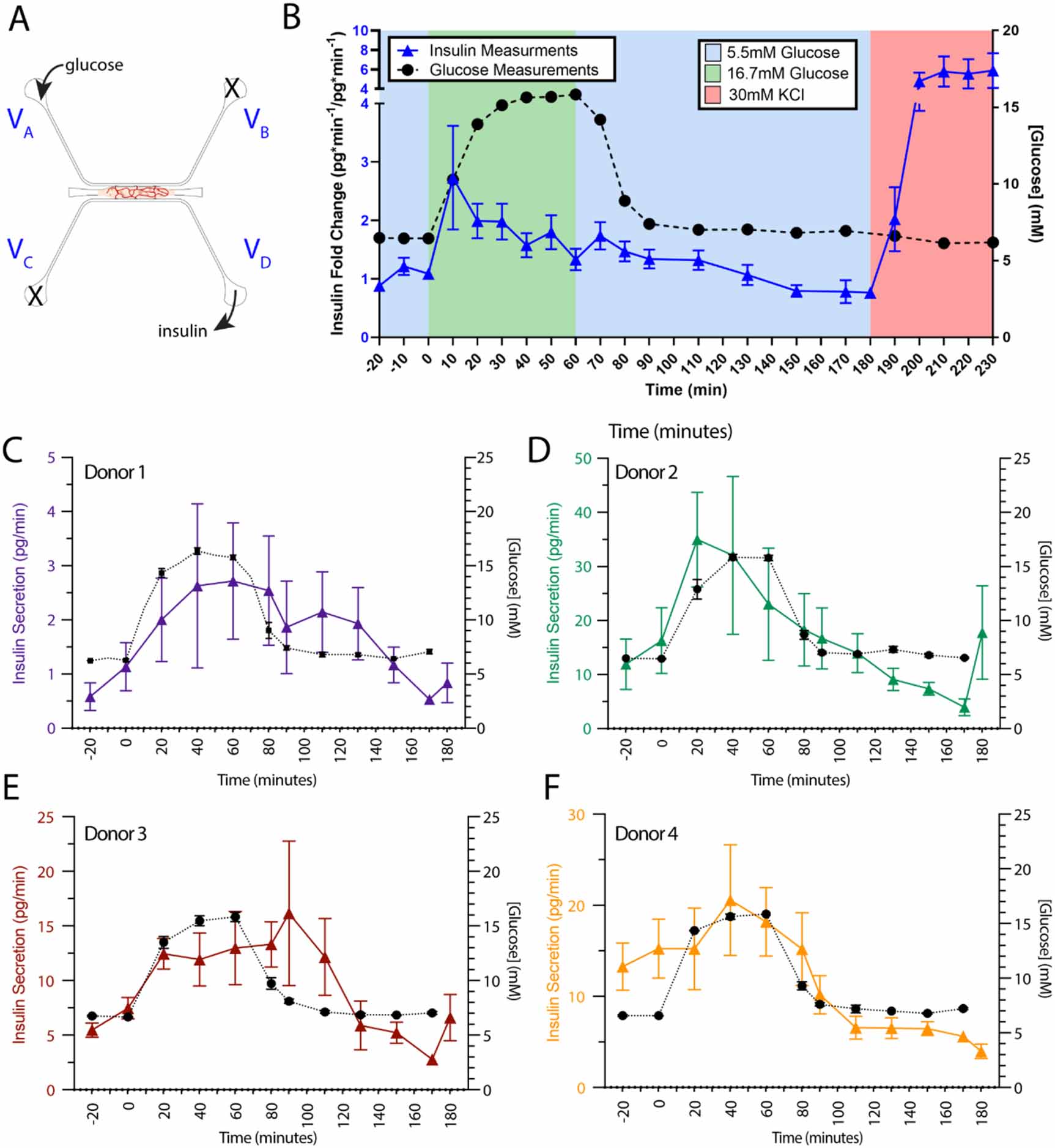 A vascularized 3D model of the human pancreatic islet for ex vivo study ...