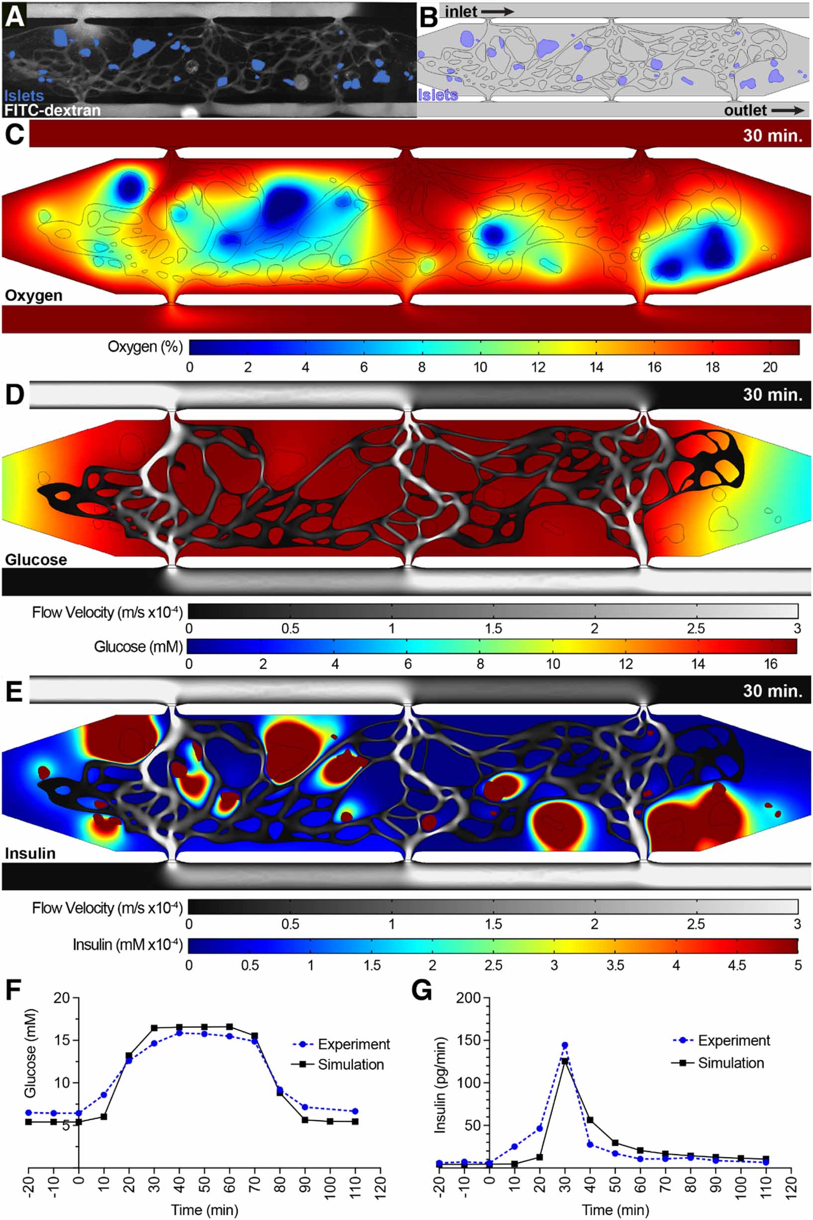 A vascularized 3D model of the human pancreatic islet for ex vivo study ...