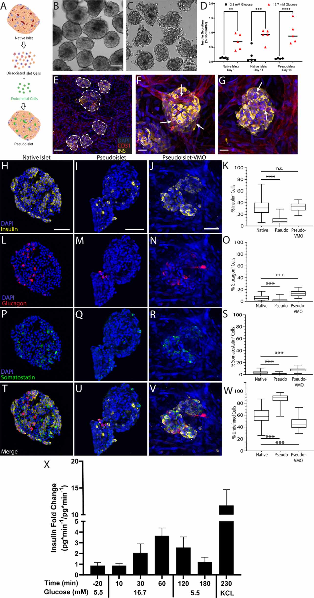 A vascularized 3D model of the human pancreatic islet for ex vivo study ...