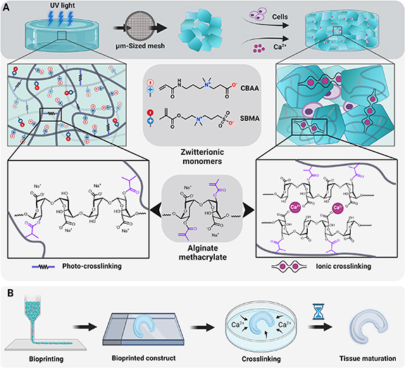 Ionically annealed zwitterionic microgels for bioprinting of ...