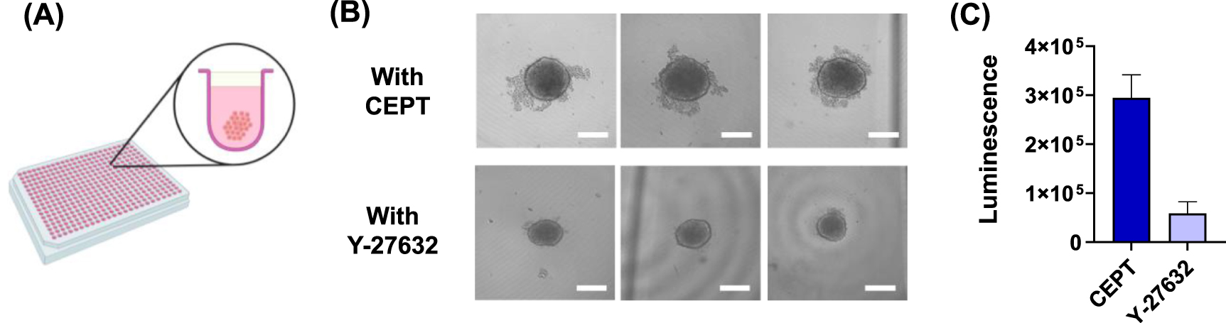 Uniform cerebral organoid culture on a pillar plate by simple and ...