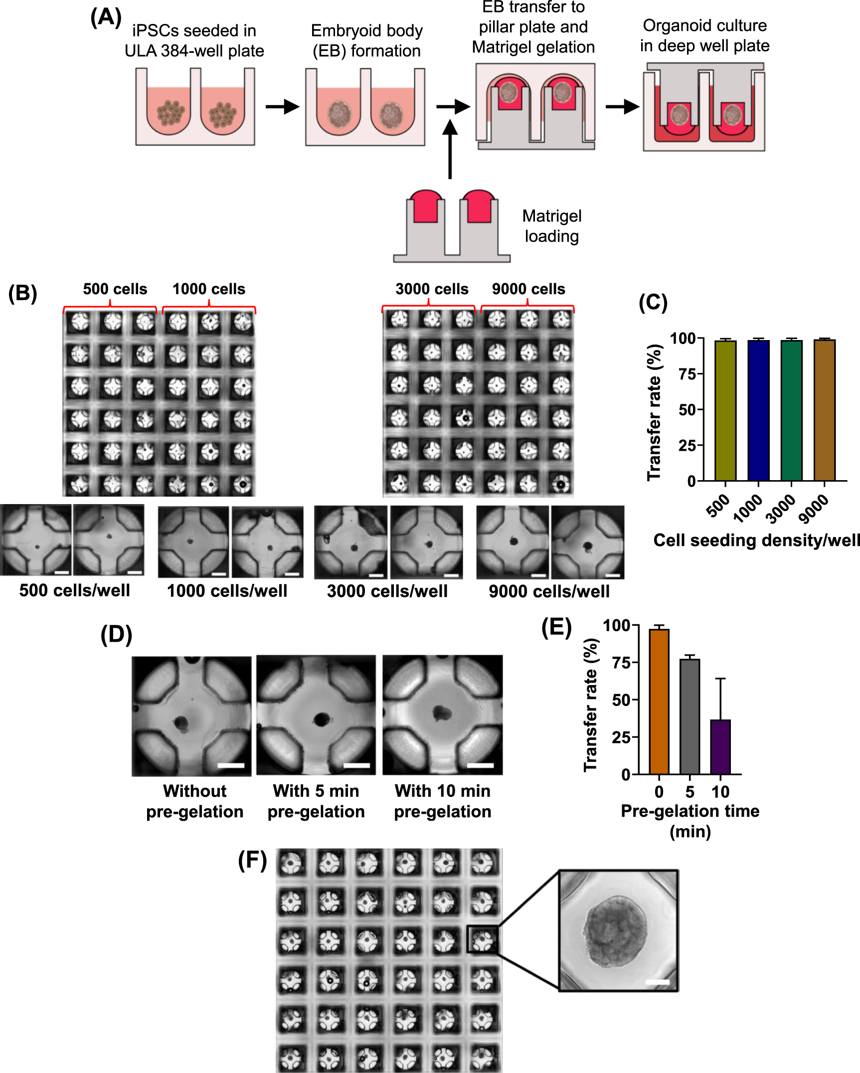 Uniform cerebral organoid culture on a pillar plate by simple and ...