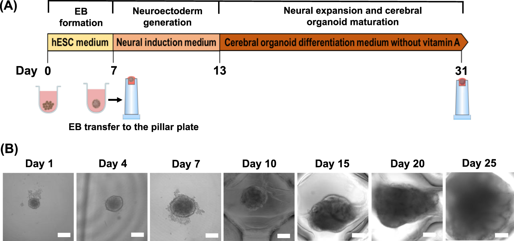 Uniform cerebral organoid culture on a pillar plate by simple and ...