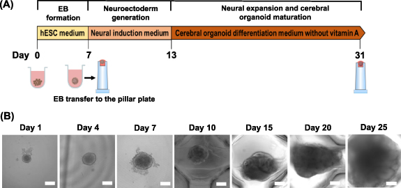 Uniform cerebral organoid culture on a pillar plate by simple and ...