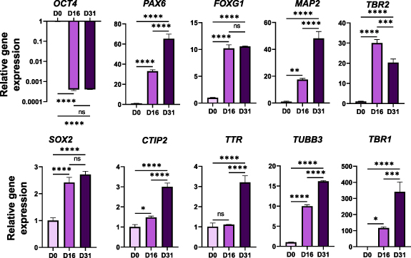 Uniform cerebral organoid culture on a pillar plate by simple and ...