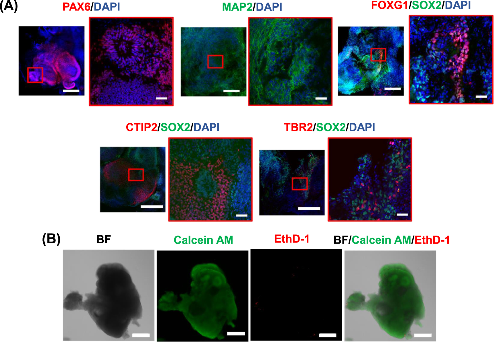 Uniform cerebral organoid culture on a pillar plate by simple and ...