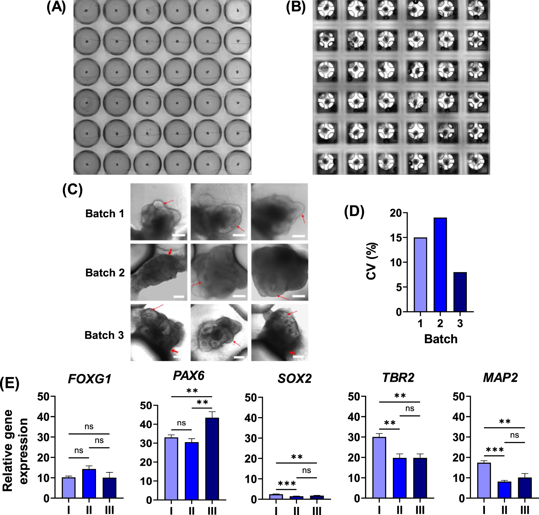 Uniform cerebral organoid culture on a pillar plate by simple and ...