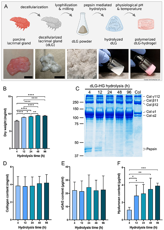 Enhancement of lacrimal gland cell function by decellularized lacrimal ...