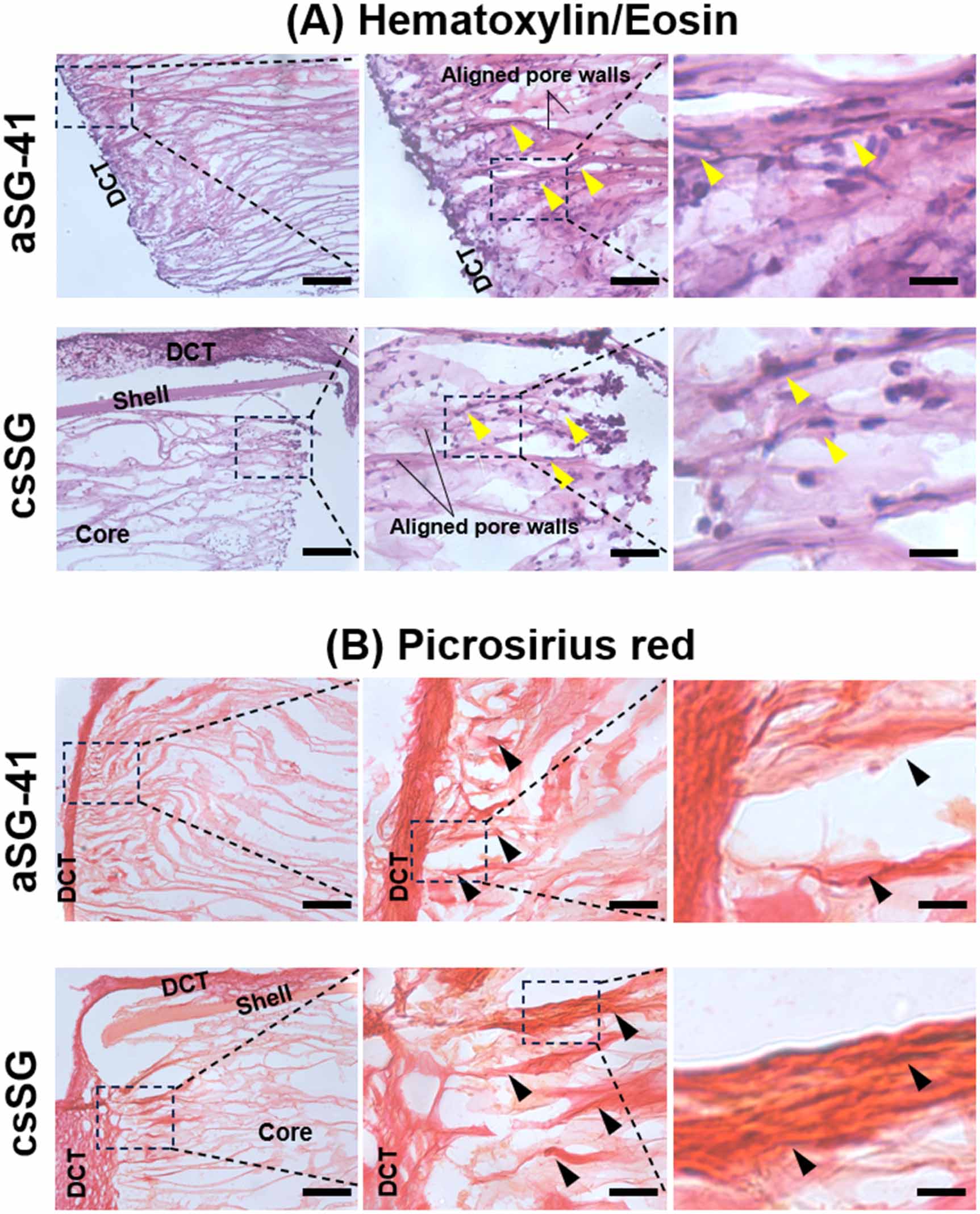 Directing ligament-mimetic bi-directional cell organization in ...