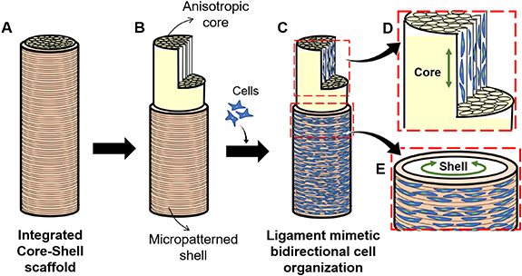 Directing ligament-mimetic bi-directional cell organization in ...