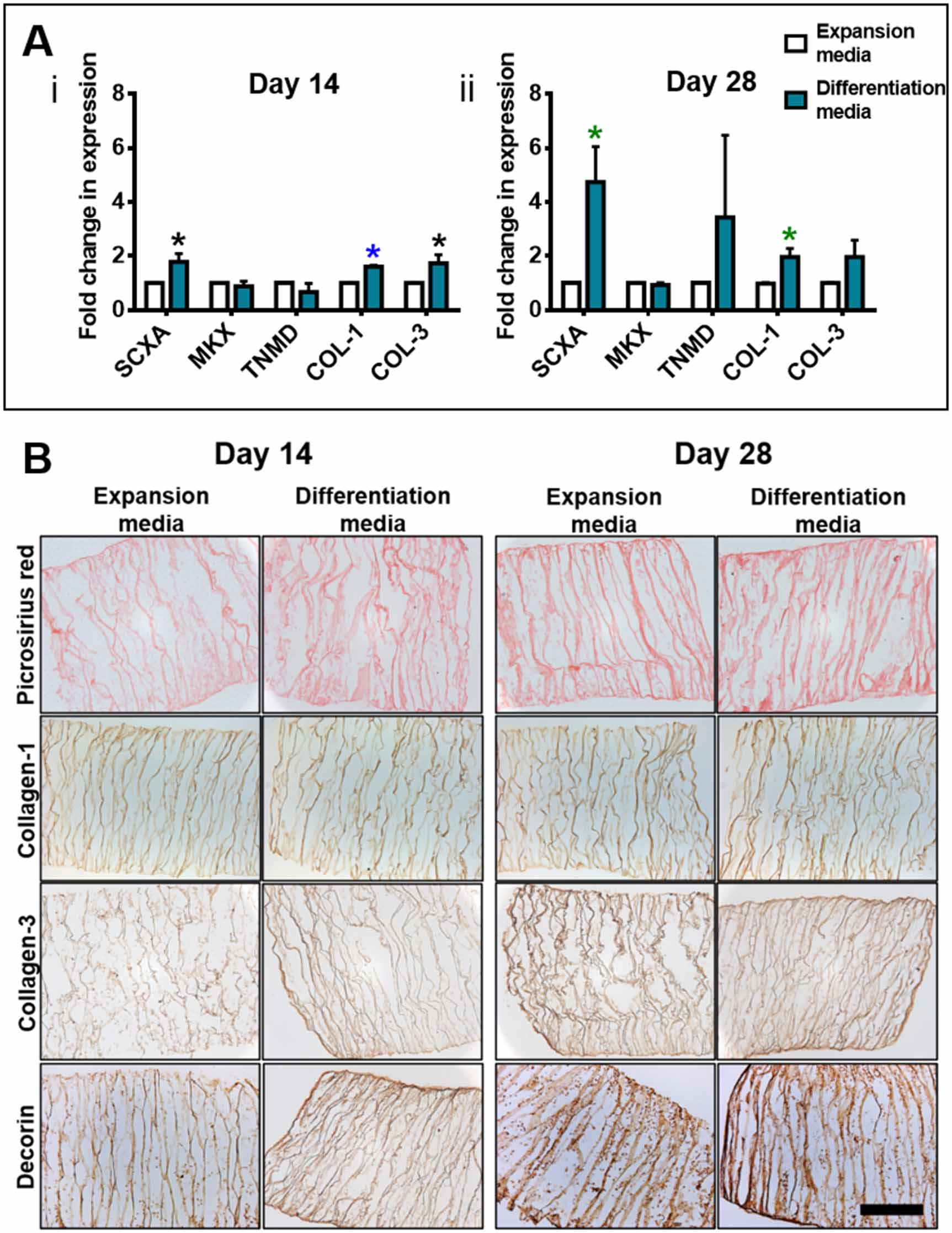 Directing ligament-mimetic bi-directional cell organization in ...