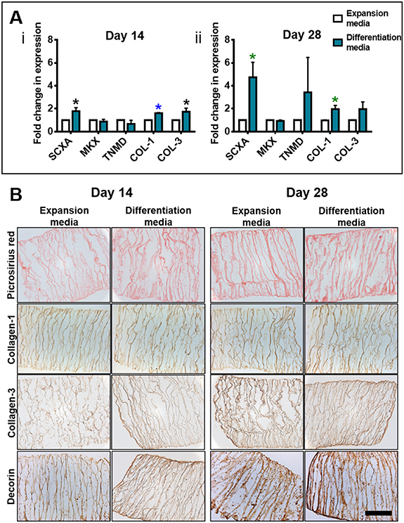 Directing ligament-mimetic bi-directional cell organization in scaffolds through zone-specific ...