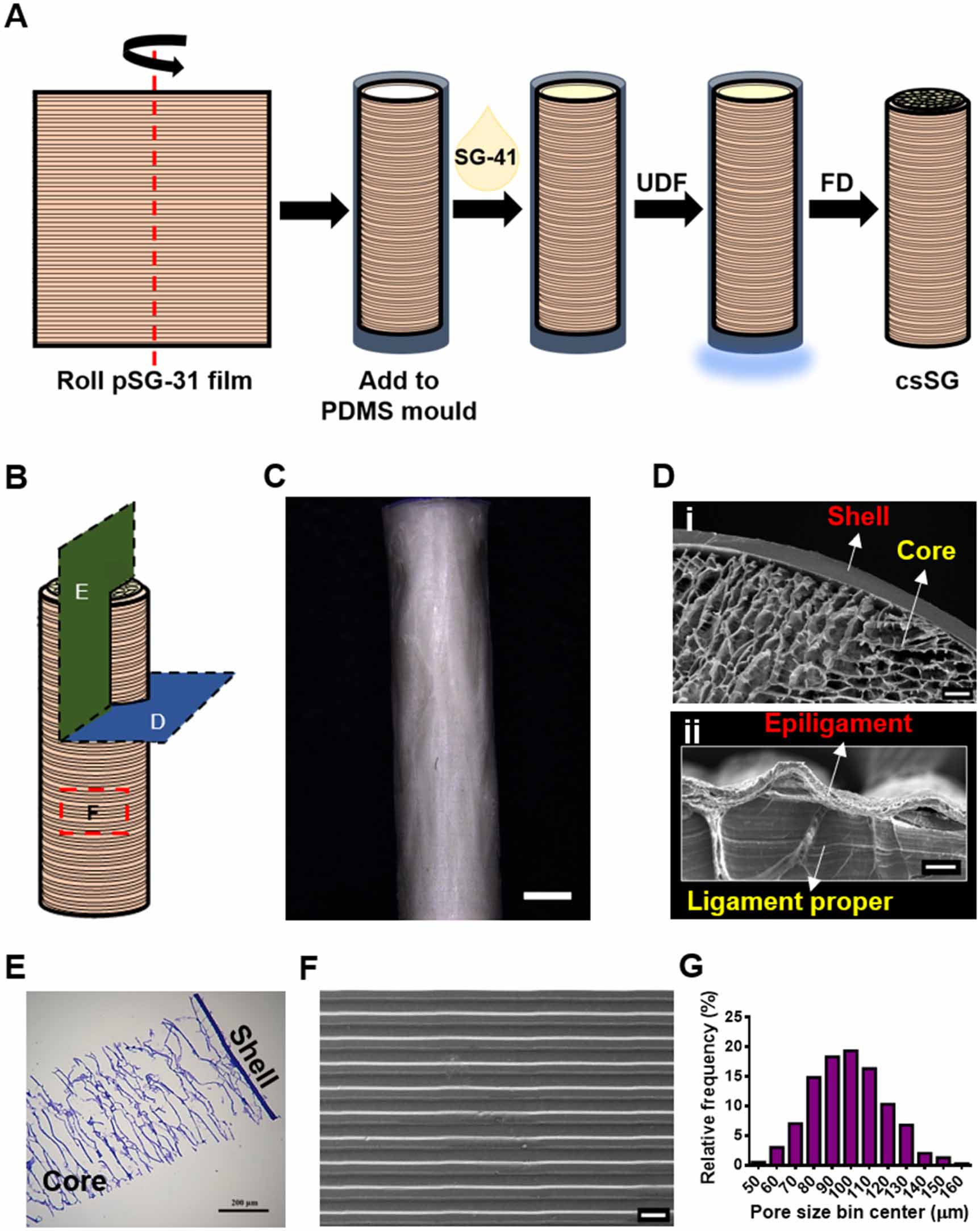 Directing ligament-mimetic bi-directional cell organization in ...
