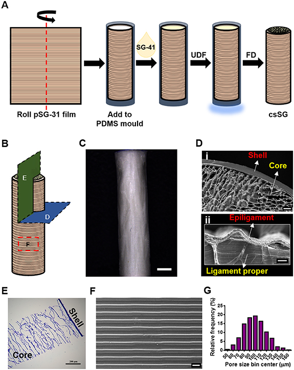 Directing ligament-mimetic bi-directional cell organization in ...