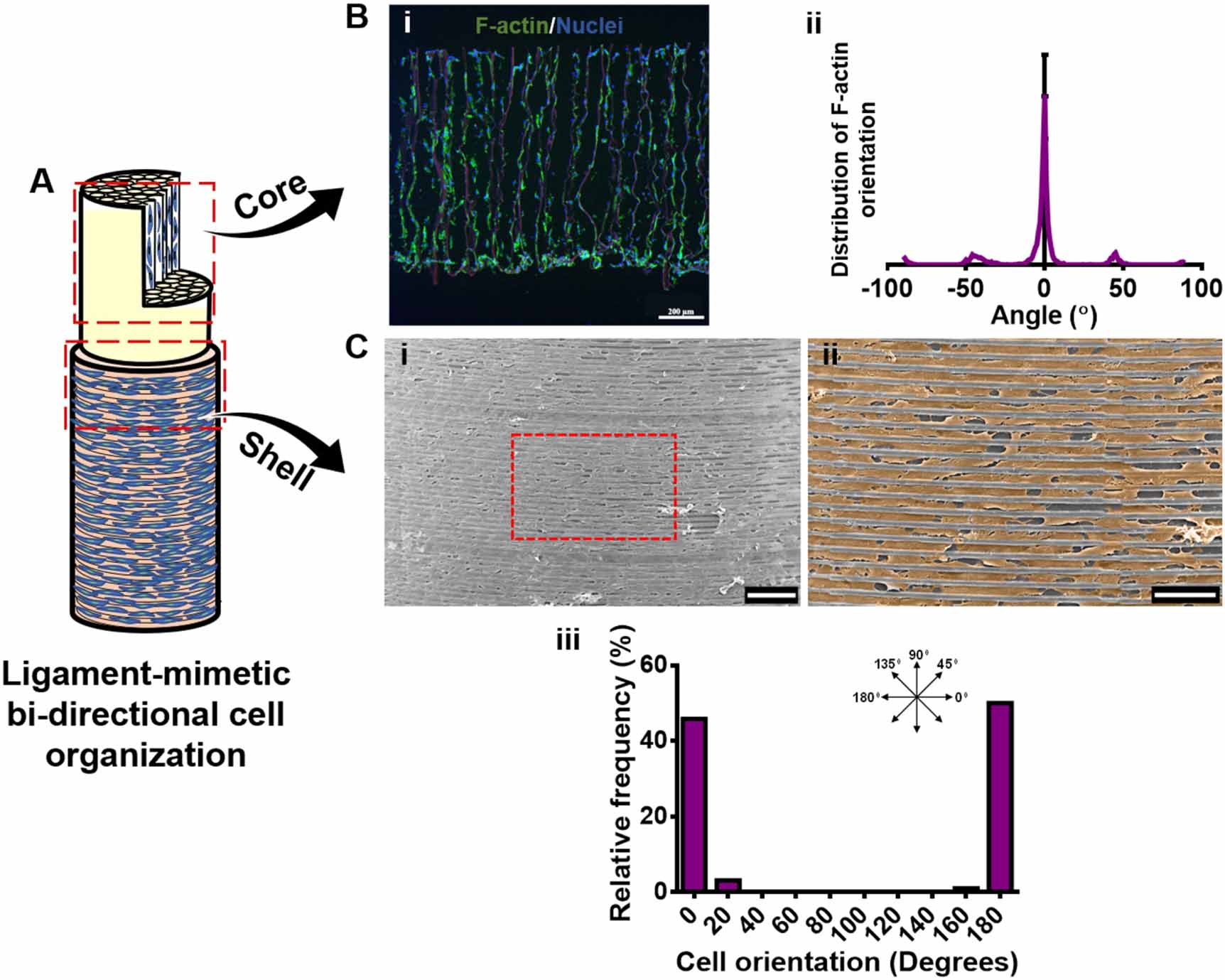 Directing ligament-mimetic bi-directional cell organization in ...