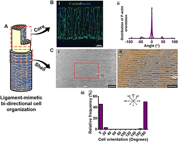 Directing ligament-mimetic bi-directional cell organization in scaffolds through zone-specific ...