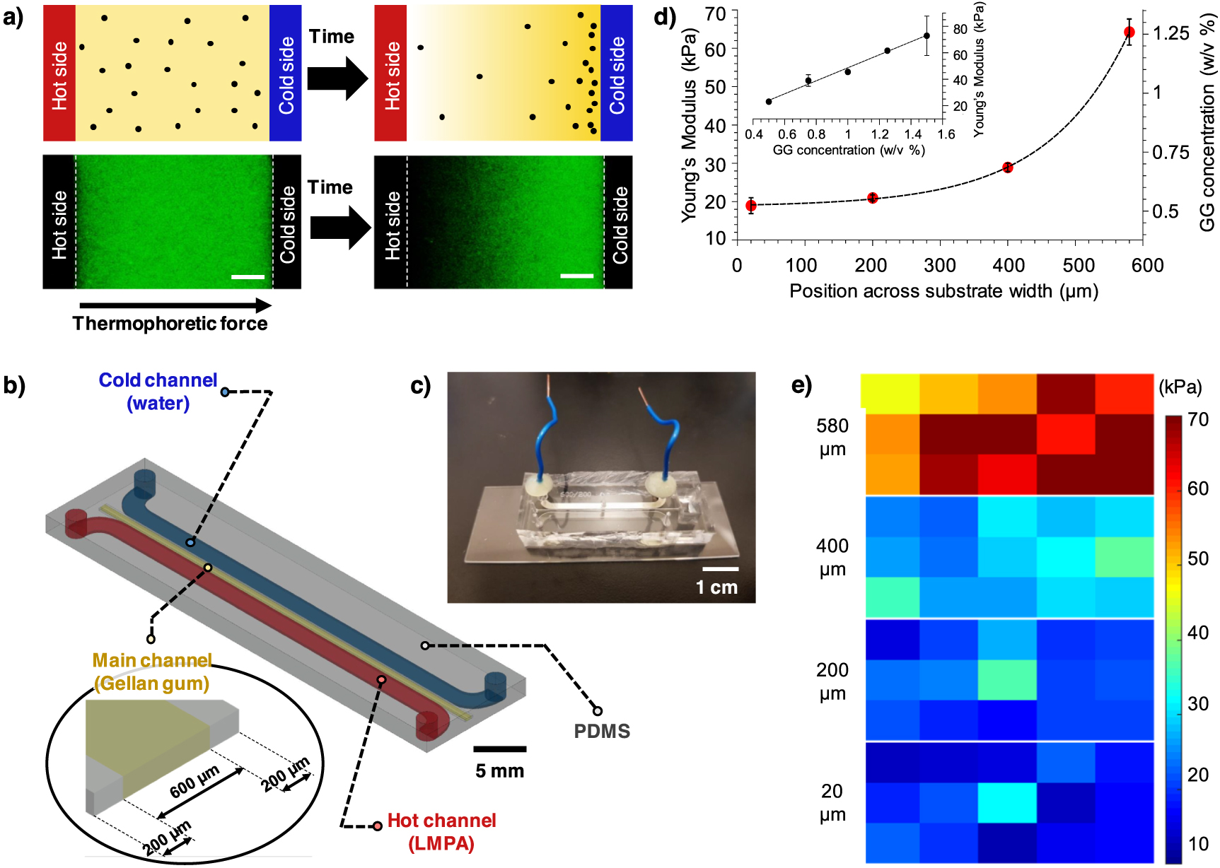 Fabrication of gradient hydrogels using a thermophoretic approach in ...