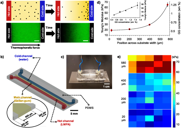 Fabrication of gradient hydrogels using a thermophoretic approach in ...