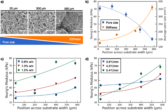 Fabrication of gradient hydrogels using a thermophoretic approach in ...