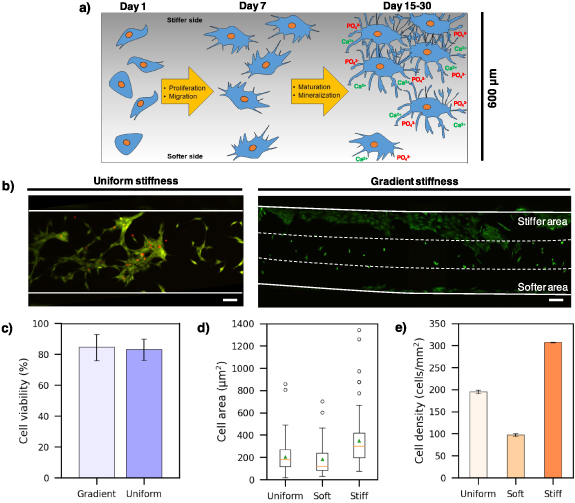 Fabrication of gradient hydrogels using a thermophoretic approach in ...