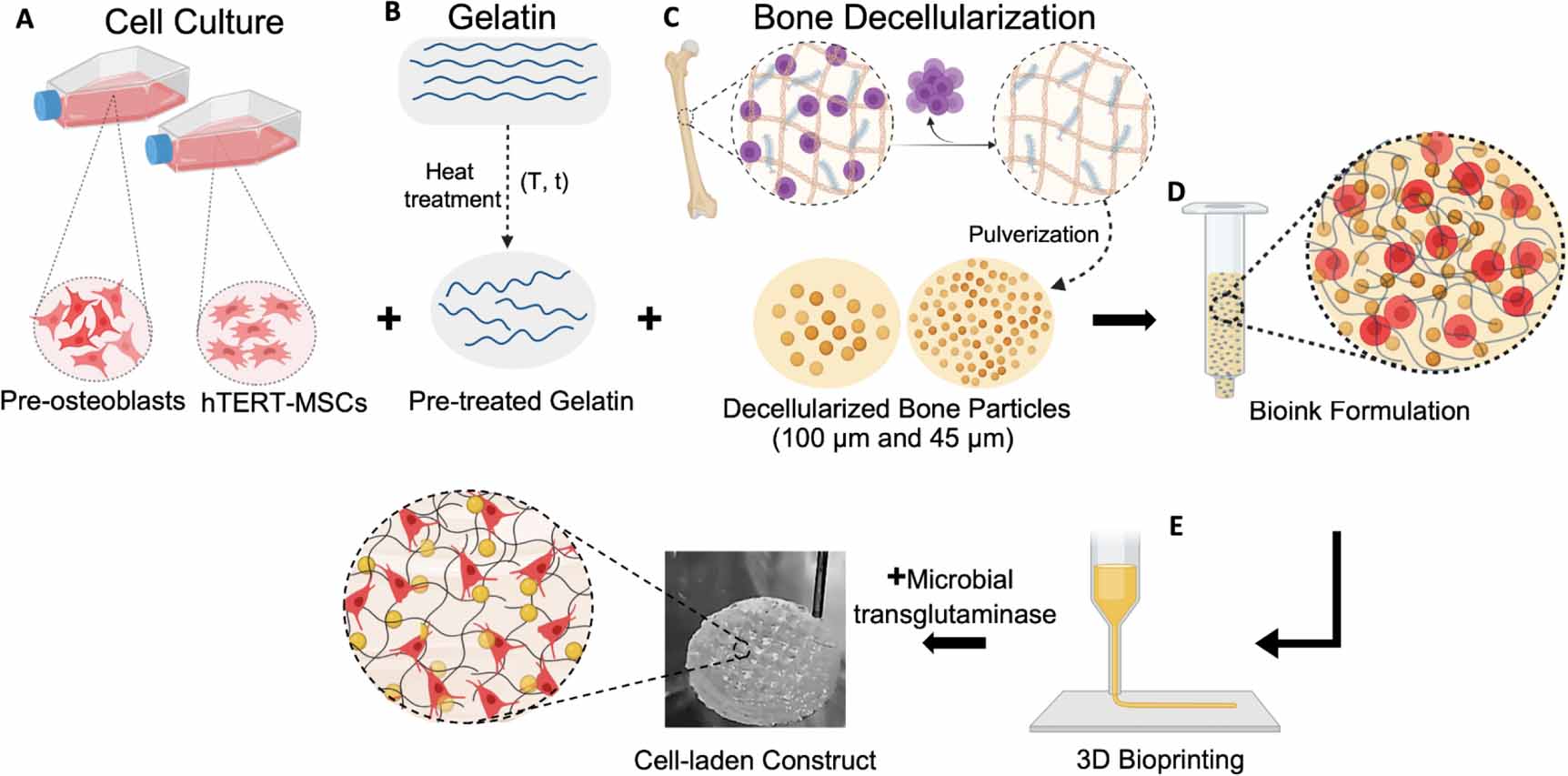 3D bioprinting of mouse pre-osteoblasts and human MSCs using bioinks ...