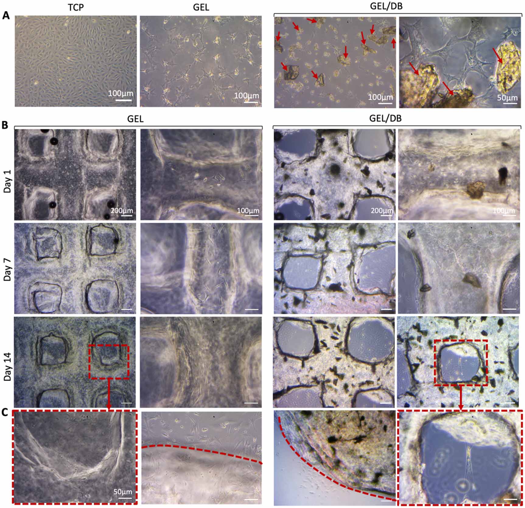 3D bioprinting of mouse pre-osteoblasts and human MSCs using bioinks ...