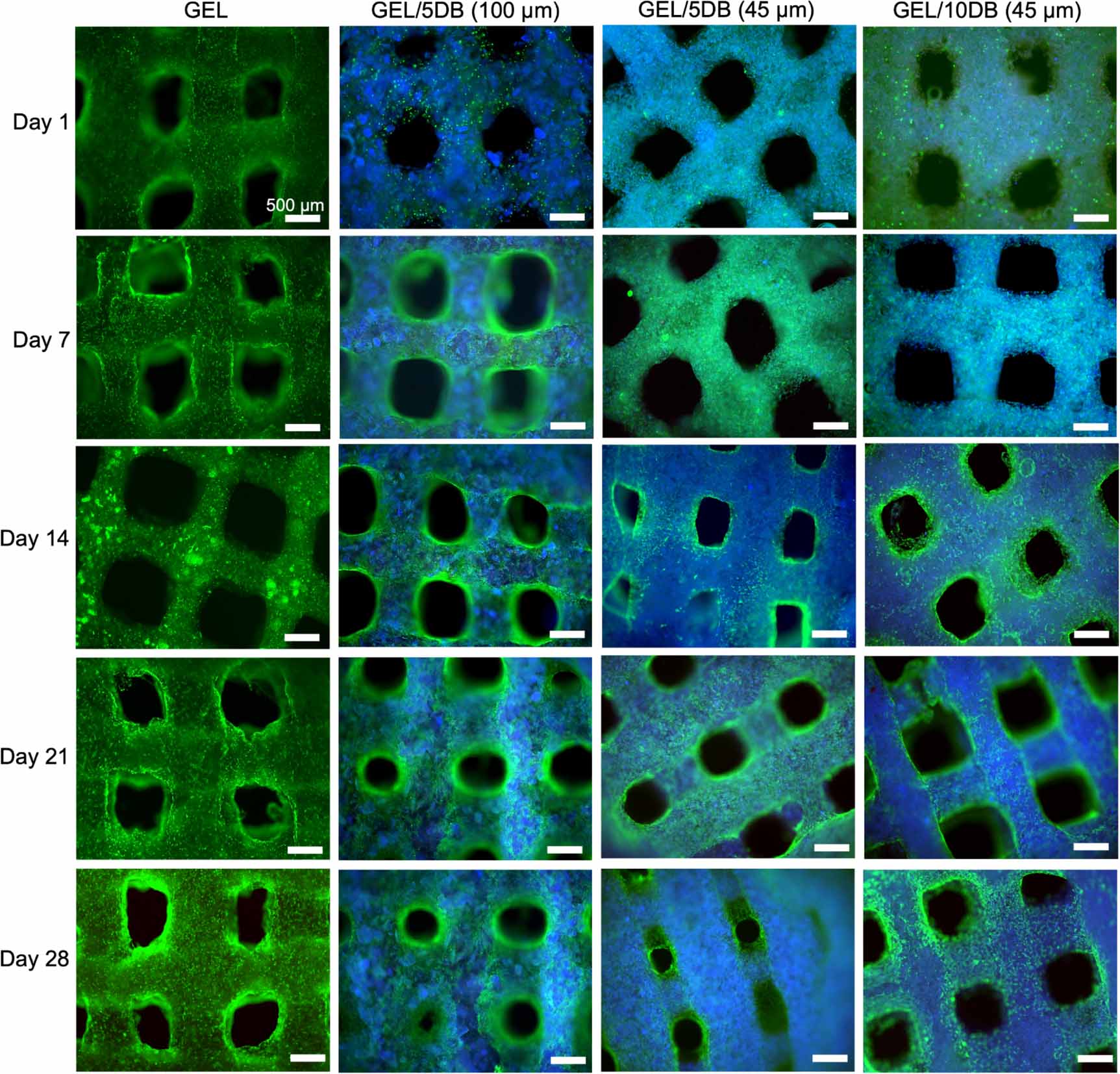 3D bioprinting of mouse pre-osteoblasts and human MSCs using bioinks ...