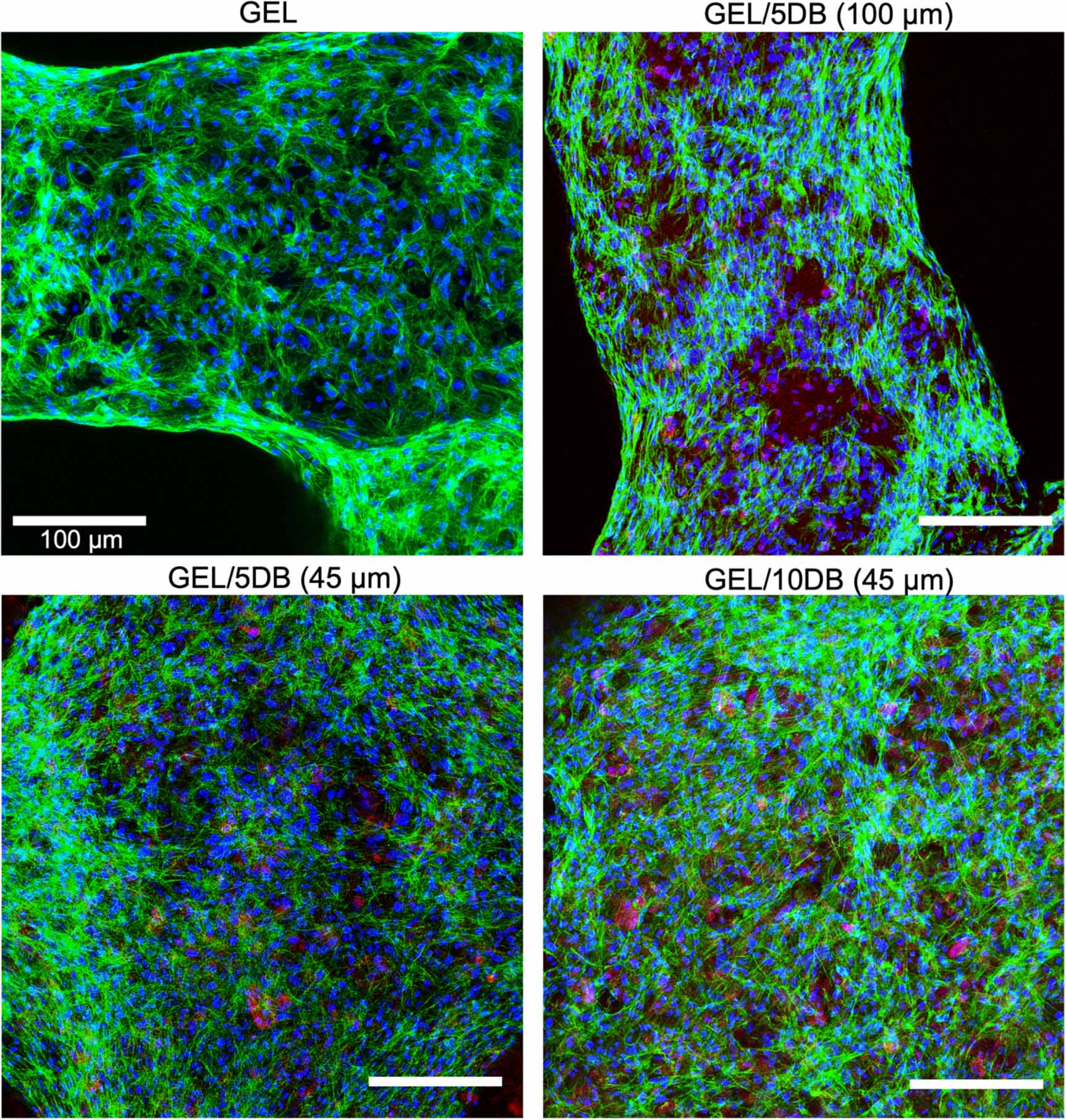 3D bioprinting of mouse pre-osteoblasts and human MSCs using bioinks ...