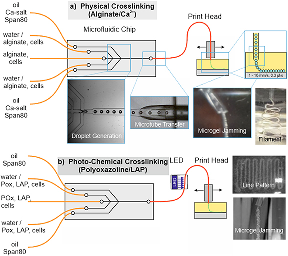 On-chip fabrication and in-flow 3D-printing of microgel constructs ...