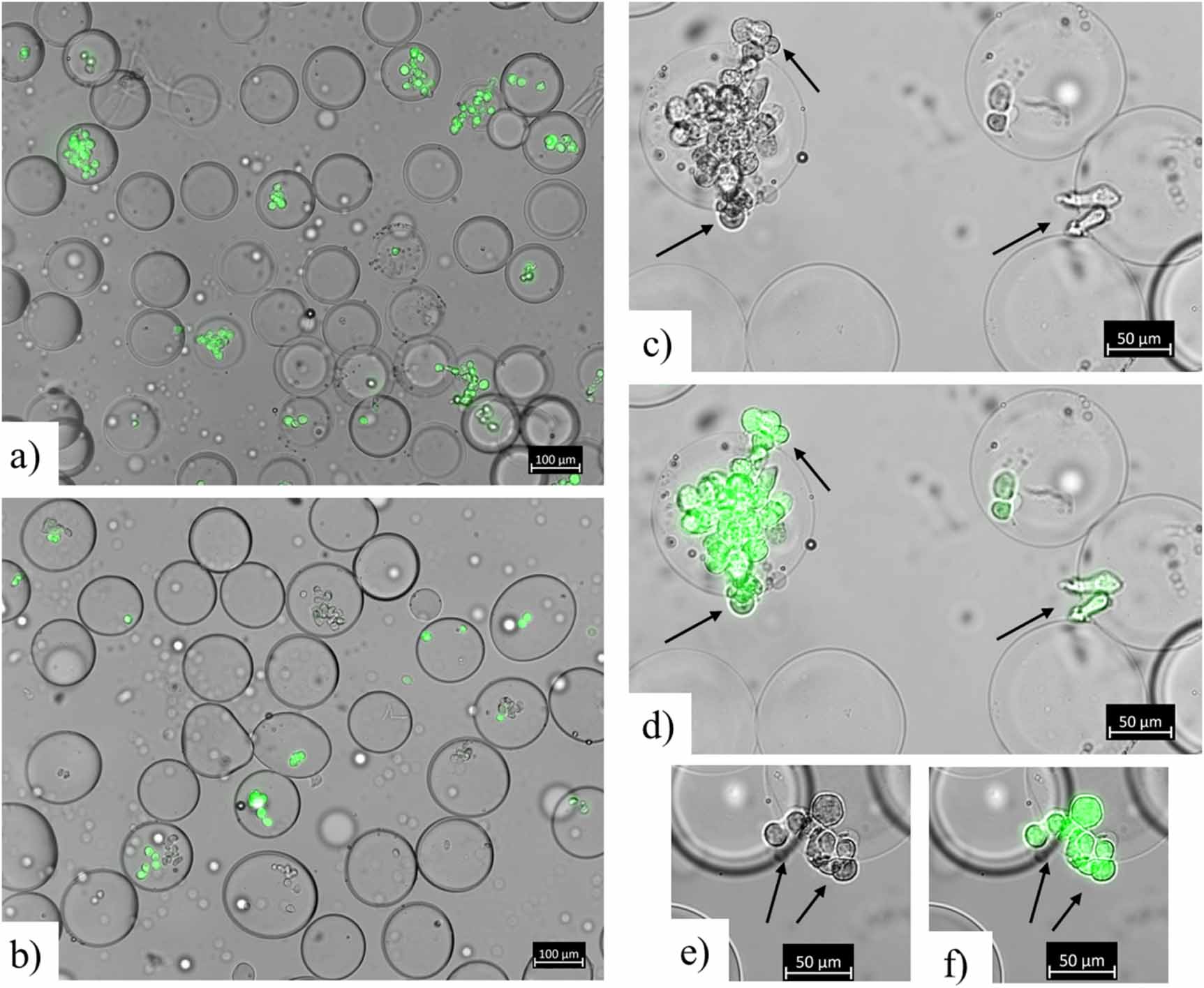 On-chip fabrication and in-flow 3D-printing of microgel constructs ...