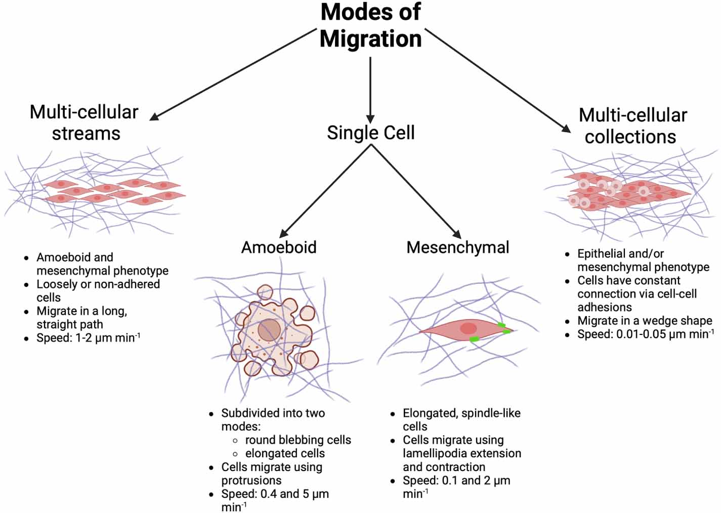 The use of microphysiological systems to model metastatic cancer ...