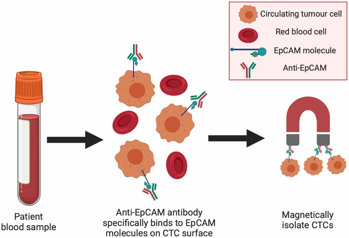 The use of microphysiological systems to model metastatic cancer ...