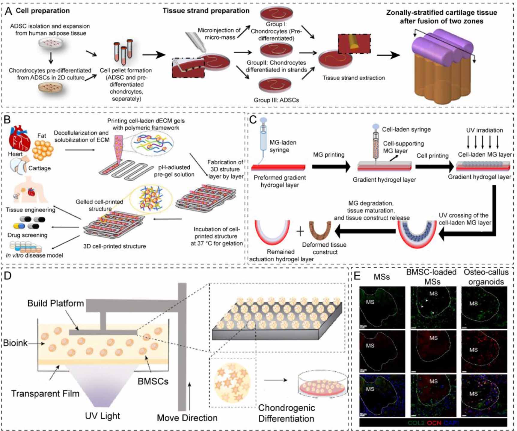 Organoid bioinks: construction and application - IOPscience