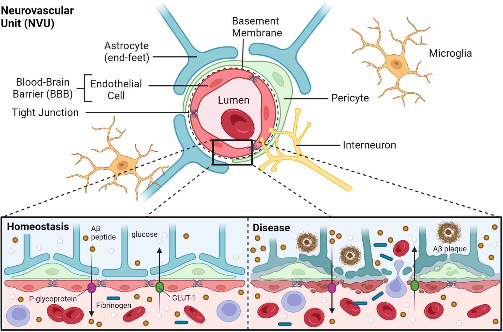 Basic models to advanced systems: harnessing the power of organoids ...