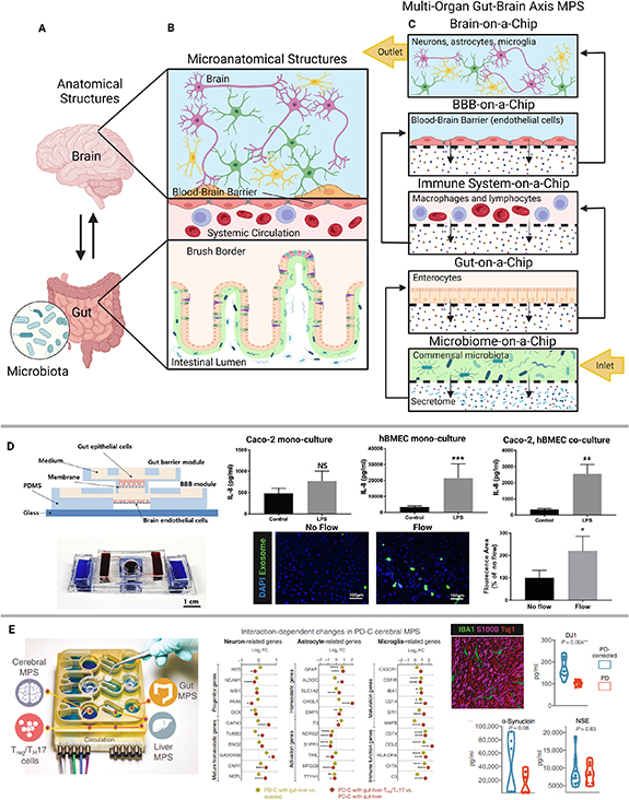 Basic models to advanced systems: harnessing the power of organoids ...