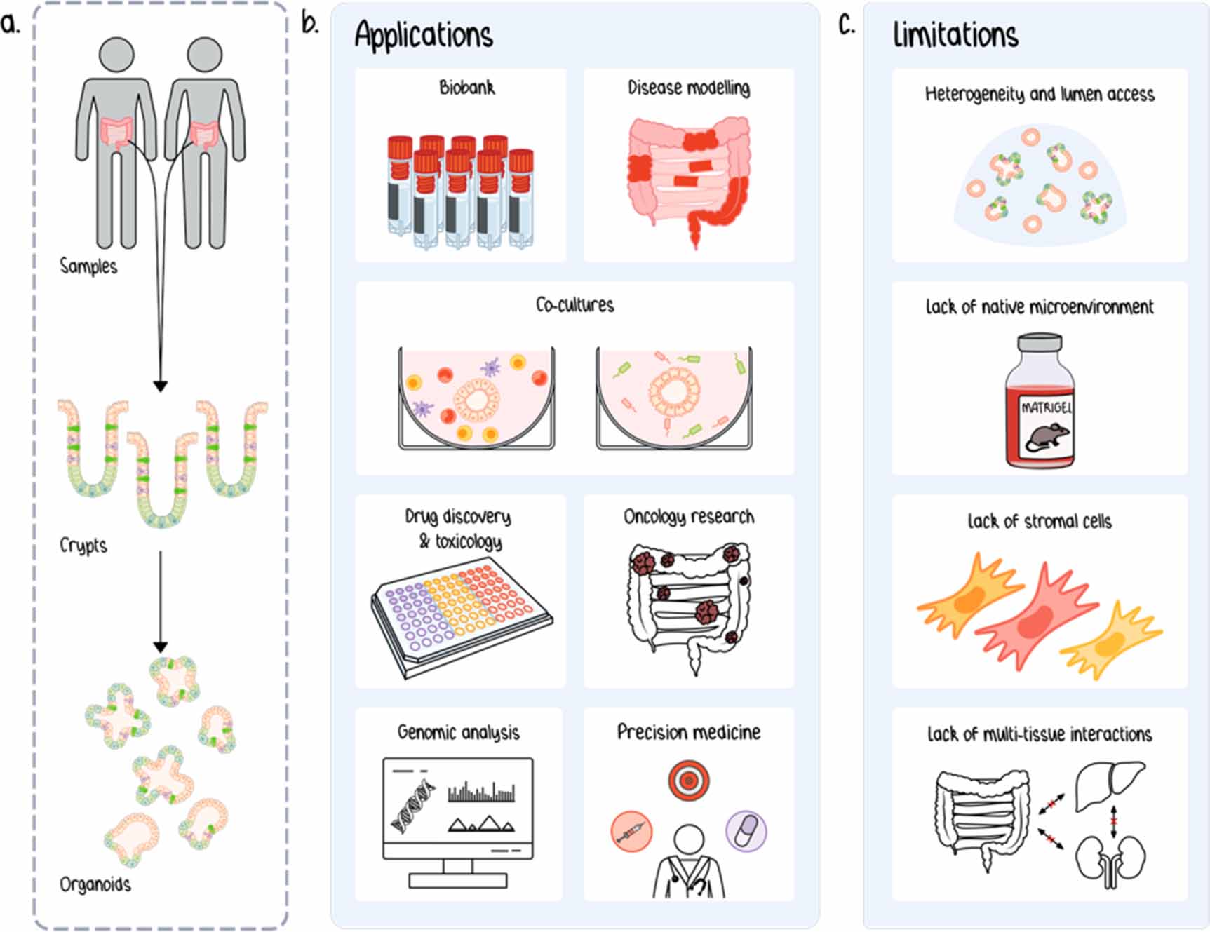 Organoid models: the future companions of personalized drug development ...