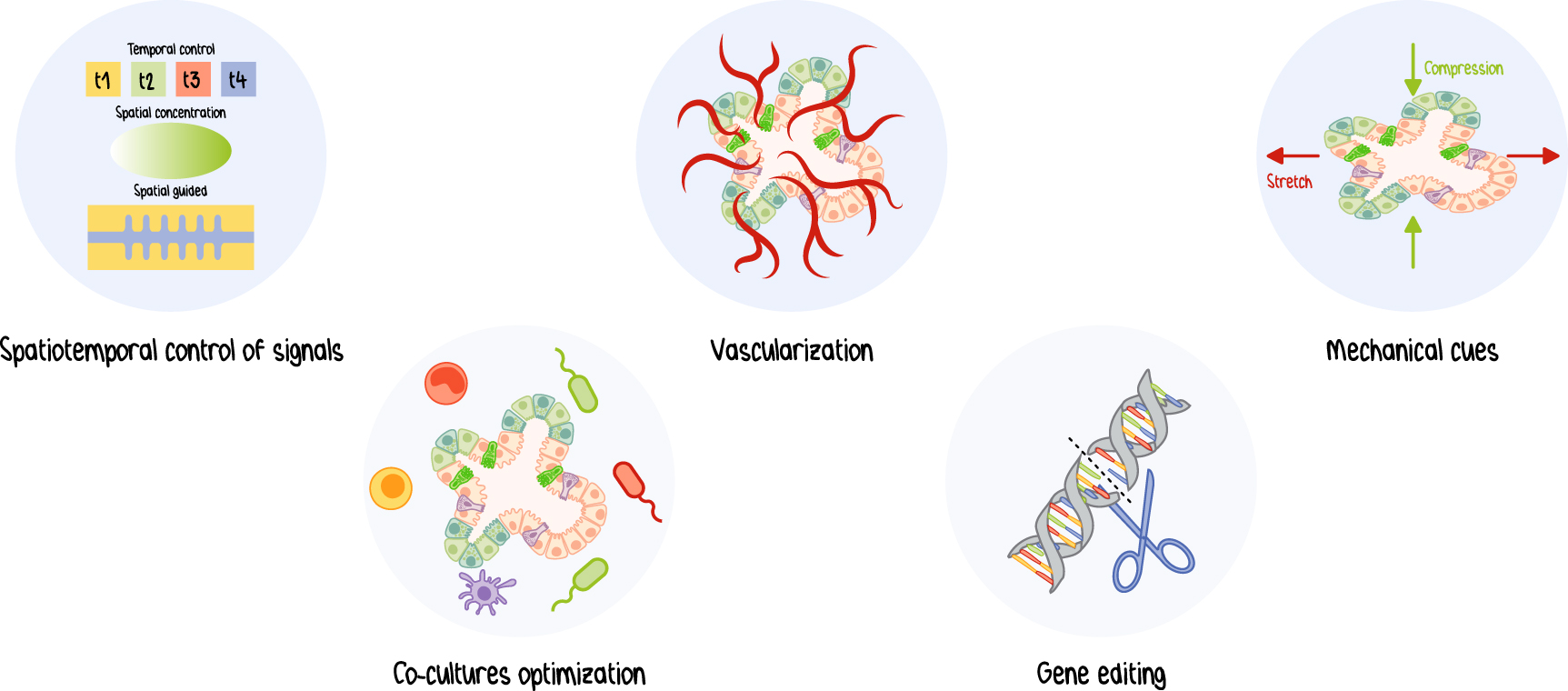 Organoid models: the future companions of personalized drug development ...