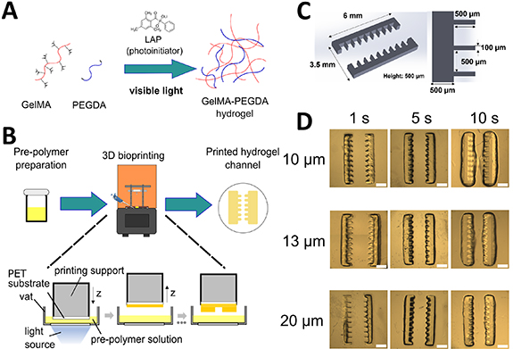 A 3D bioprinted hydrogel gut-on-chip with integrated electrodes for ...