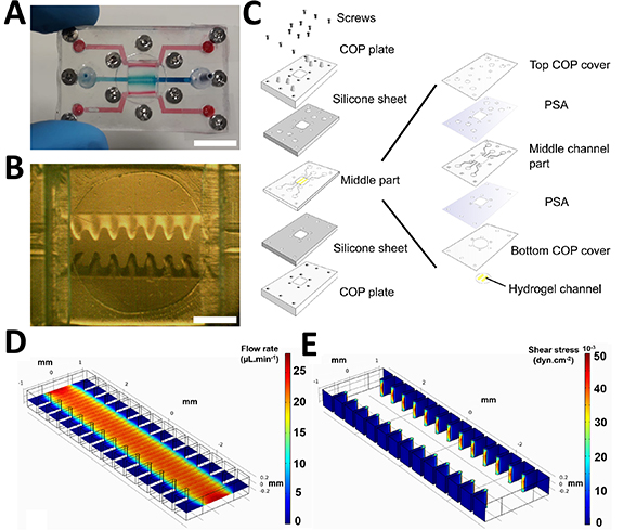 A 3D bioprinted hydrogel gut-on-chip with integrated electrodes for ...