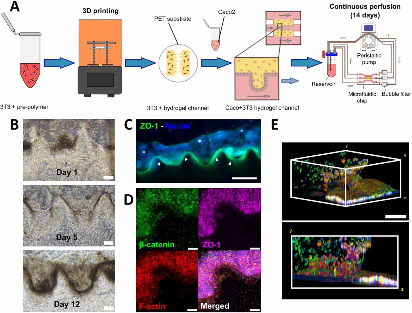 A 3D bioprinted hydrogel gut-on-chip with integrated electrodes for ...