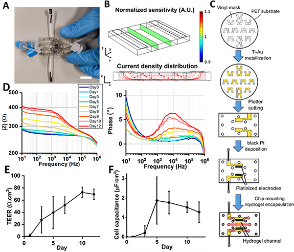 A 3D bioprinted hydrogel gut-on-chip with integrated electrodes for ...