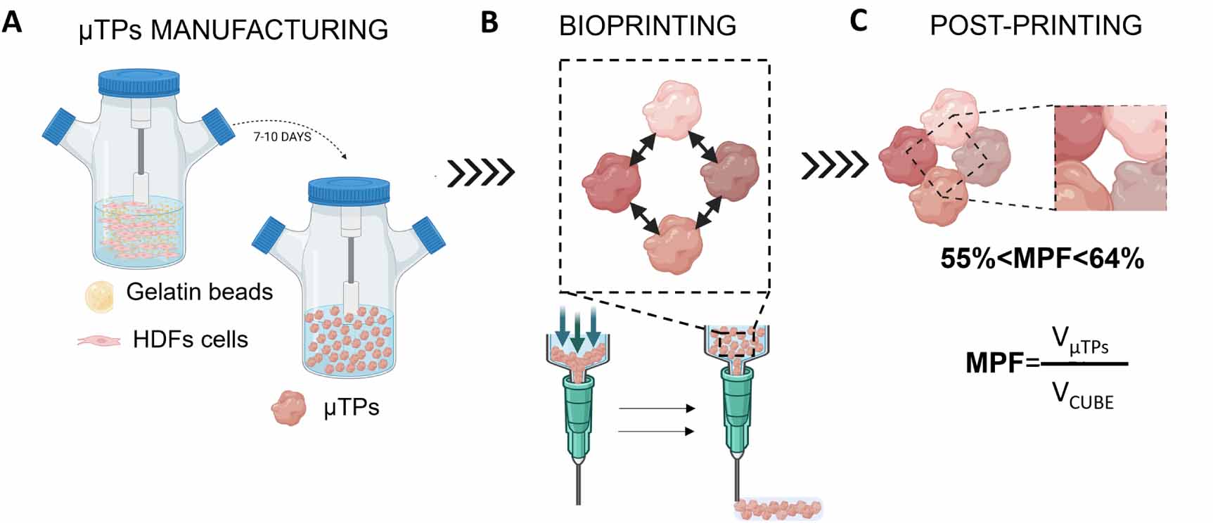 Bioprinting of human dermal microtissues precursors as building blocks ...