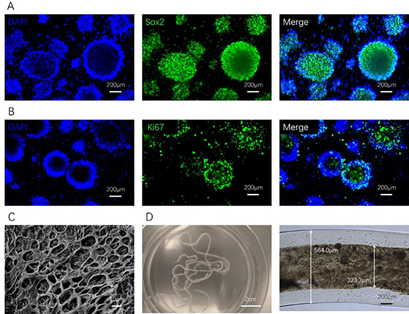 3D hydrogel microfibers promote the differentiation of encapsulated ...