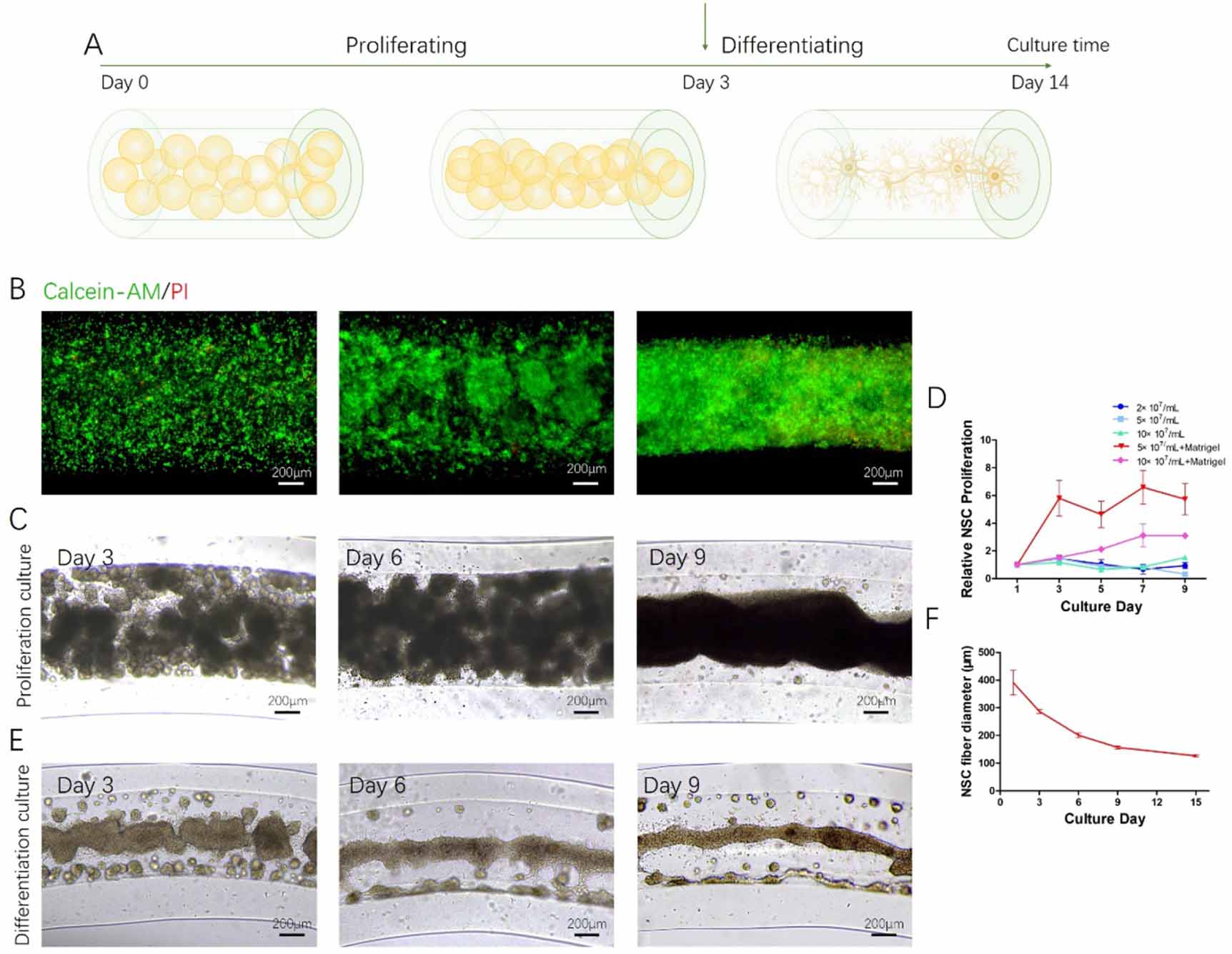 3D hydrogel microfibers promote the differentiation of encapsulated ...