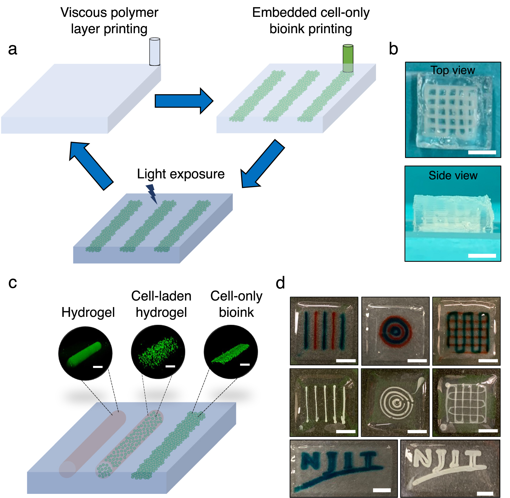 3D bioprinting of dense cellular structures within hydrogels with spatially controlled ...