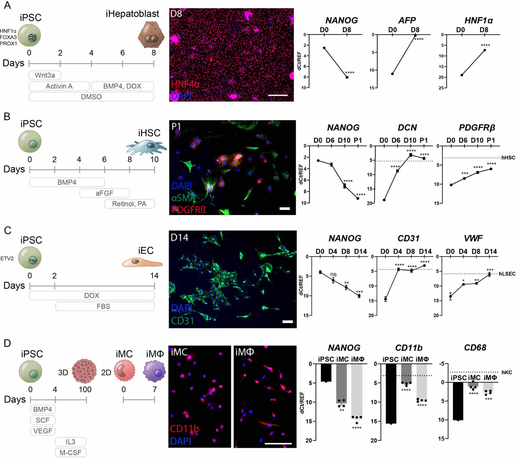 Human iPSC-derived liver co-culture spheroids to model liver fibrosis ...