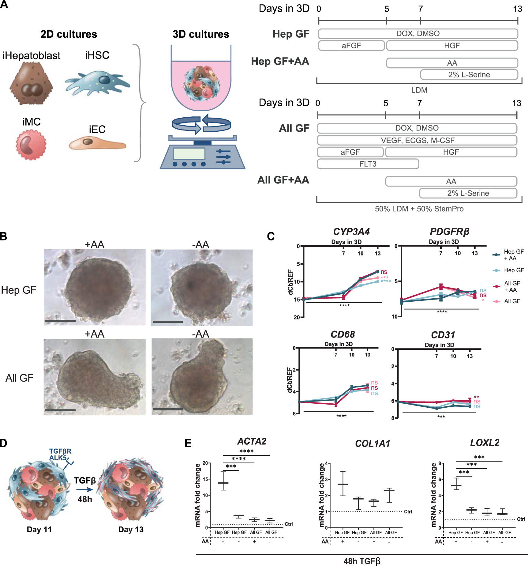 Human iPSC-derived liver co-culture spheroids to model liver fibrosis ...
