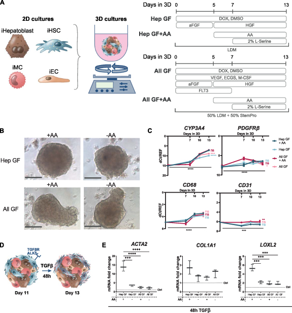 Human iPSC-derived liver co-culture spheroids to model liver fibrosis ...