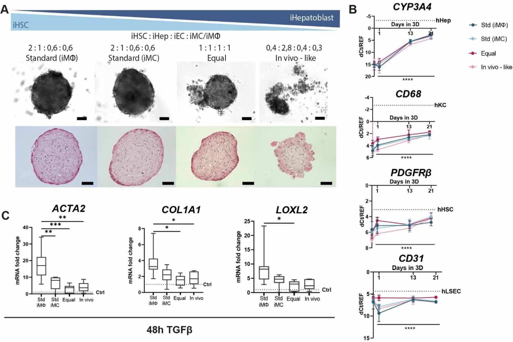 Human iPSC-derived liver co-culture spheroids to model liver fibrosis ...